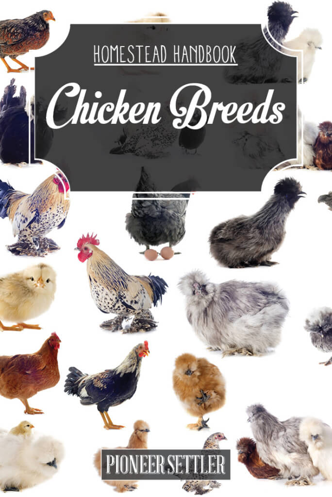 HH-chicken-breeds - The Homesteading Hub
